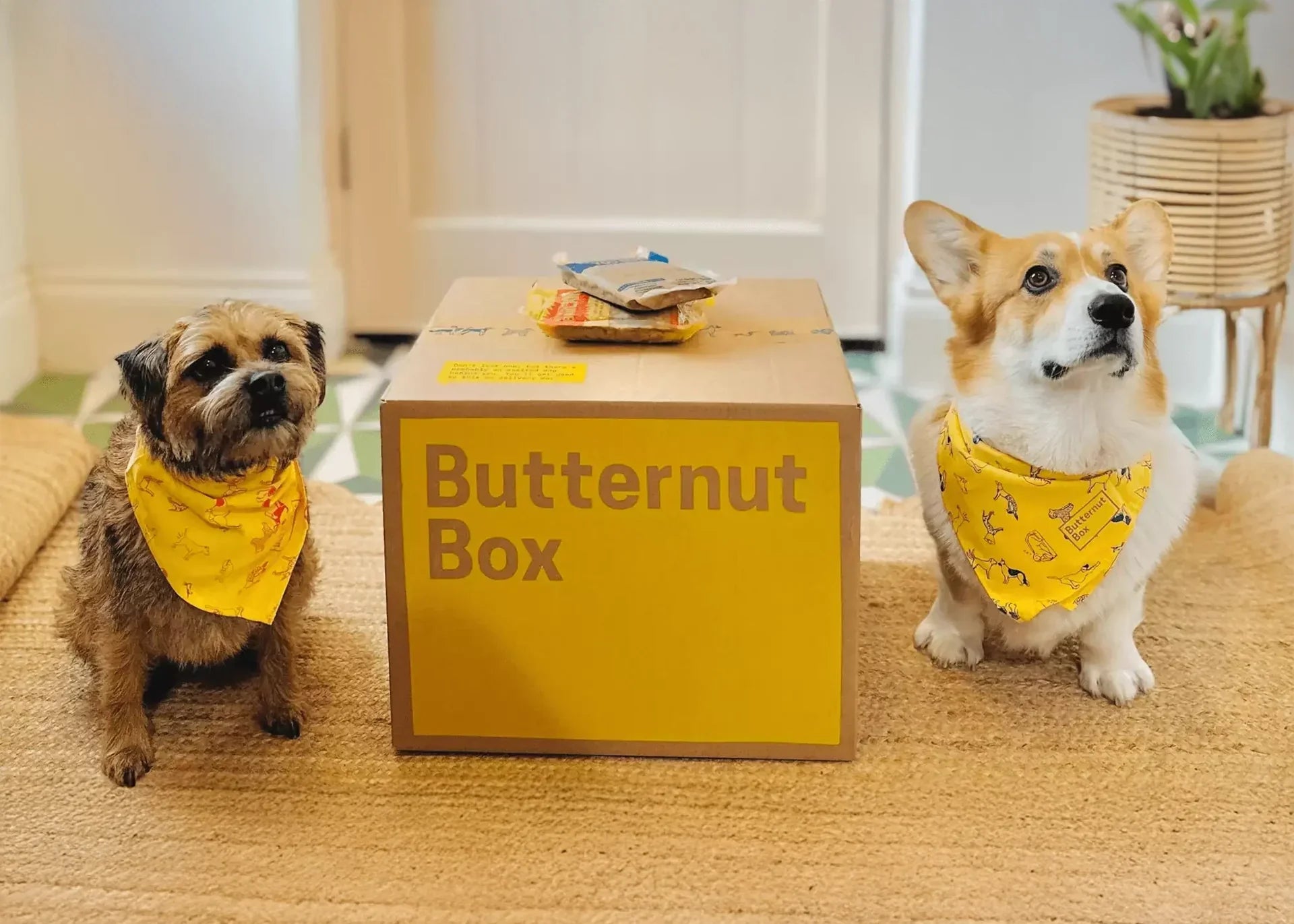Waarom baasjes massaal voor Butternut Box kiezen - Hondenhoek Blog ...